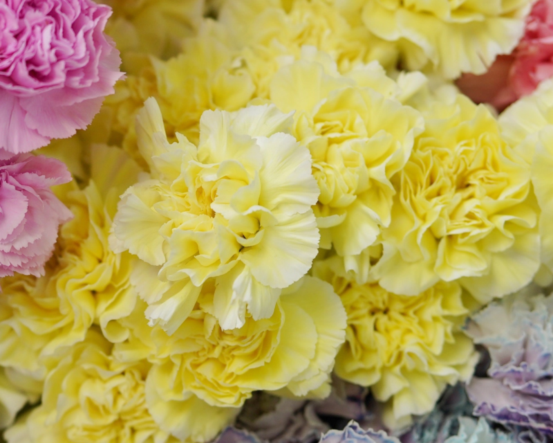 The Meaning and Symbolism of Carnation Flowers - Parfumella Flowers