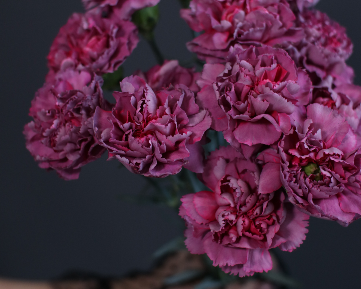 The Meaning and Symbolism of Carnation Flowers - Parfumella Flowers