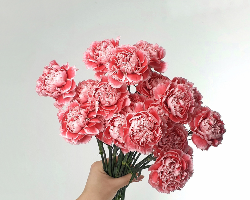 The Meaning and Symbolism of Carnation Flowers - Parfumella Flowers